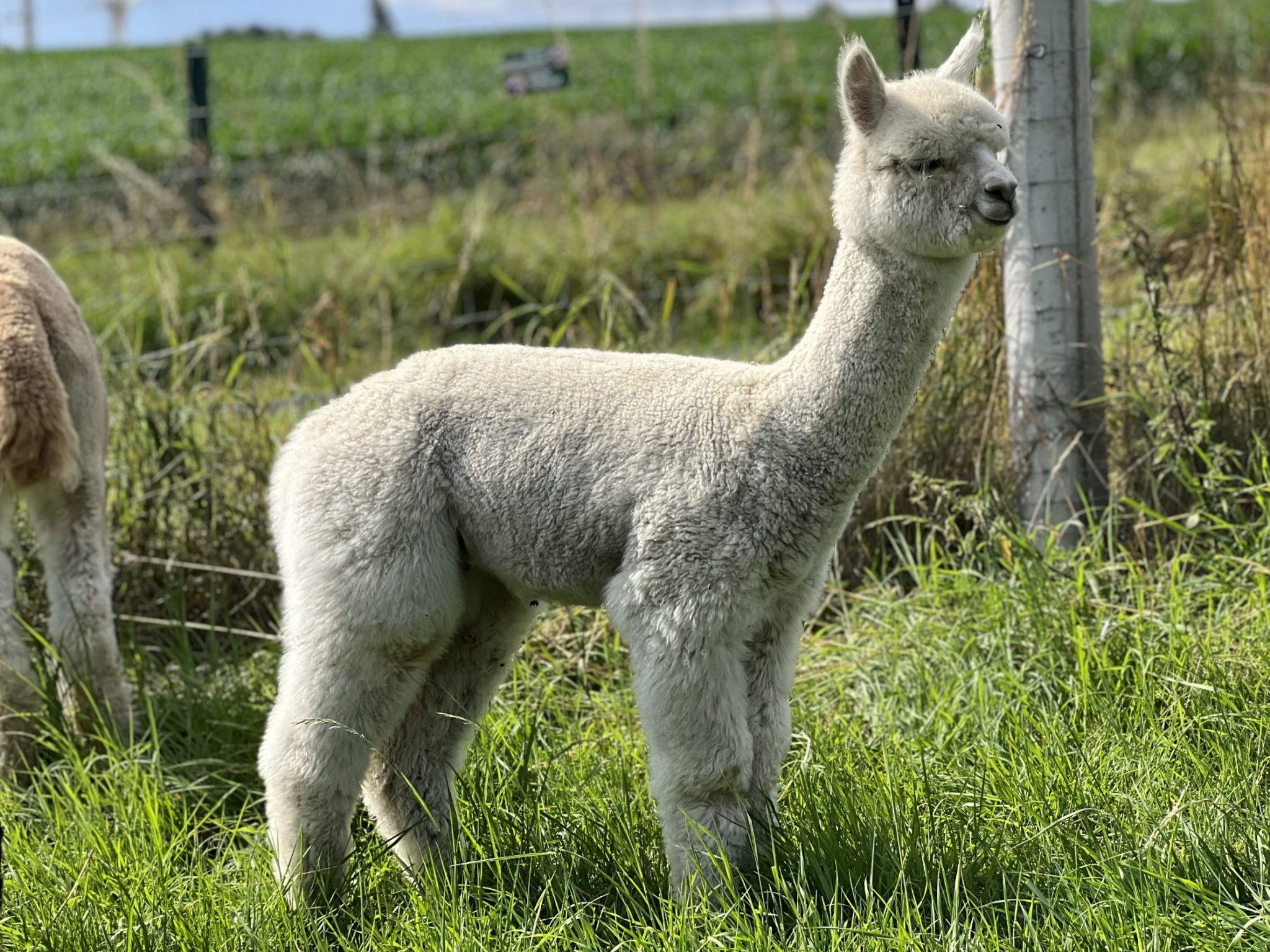 Harmony’s Leading Light | Alpakas vom Ellertal